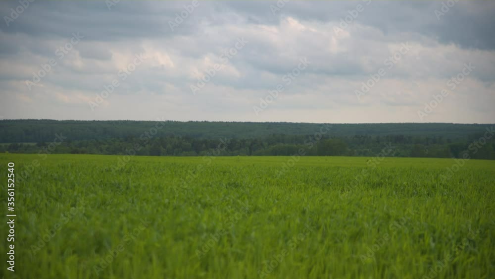 Amazingly beautiful endless fields of green grass go far to the horizon ...