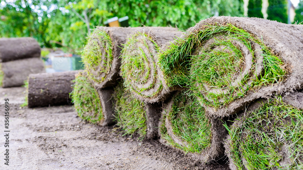 grass rolls prepared for laying in the garden - laying lawn from a roll ...