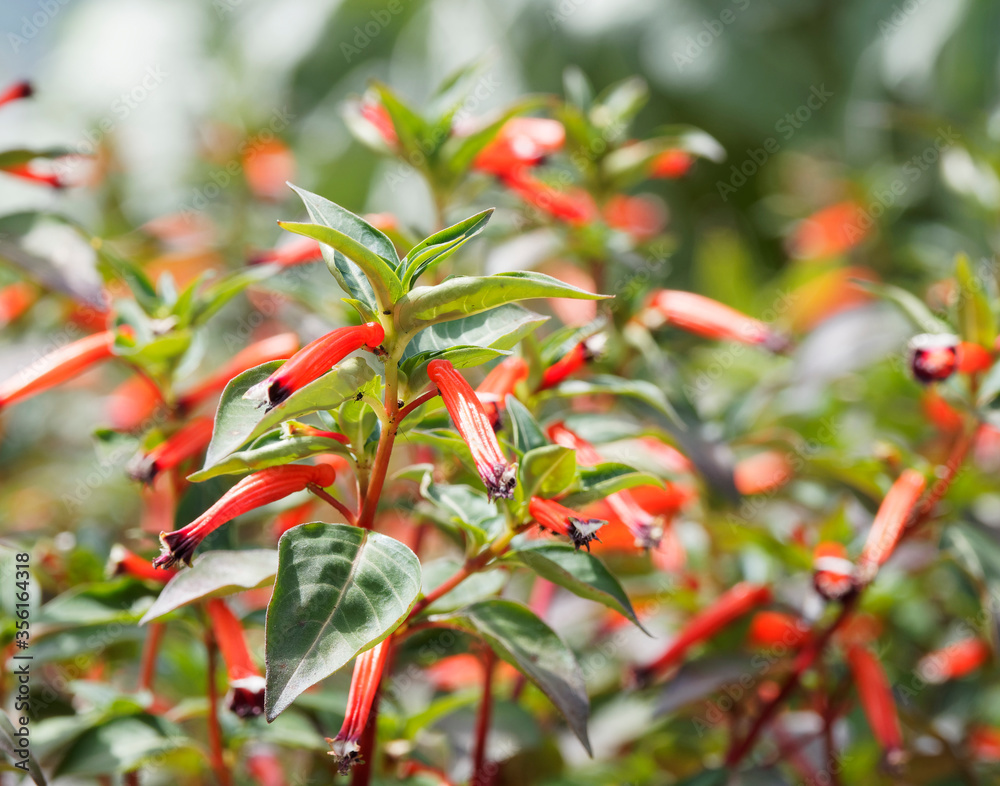 Cuphea ignea | Cigar plant or firecracker plant. Tubular flowers, red ...