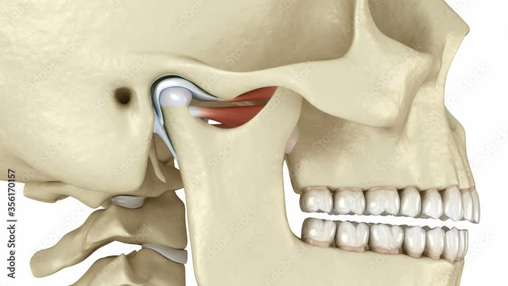Tmj The Temporomandibular Joints Healthy Occlusion Anatomy Medically