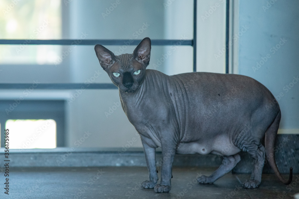 Gato Egipcio, esfinge, sphynx, sin pelo Stock Photo | Adobe Stock