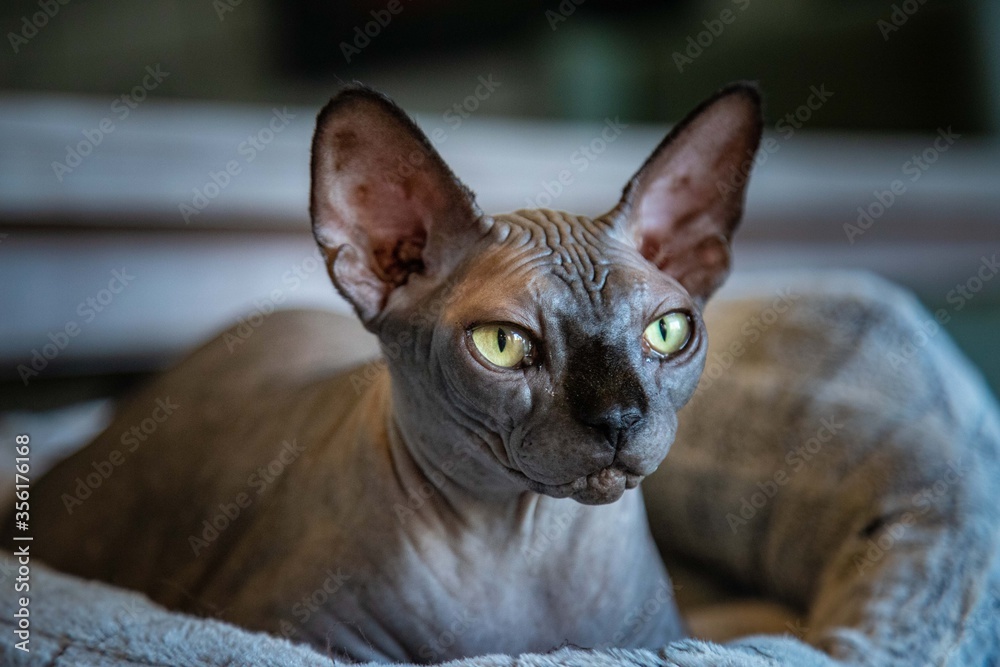 Gato Egipcio, esfinge, sphynx, sin pelo Stock Photo | Adobe Stock
