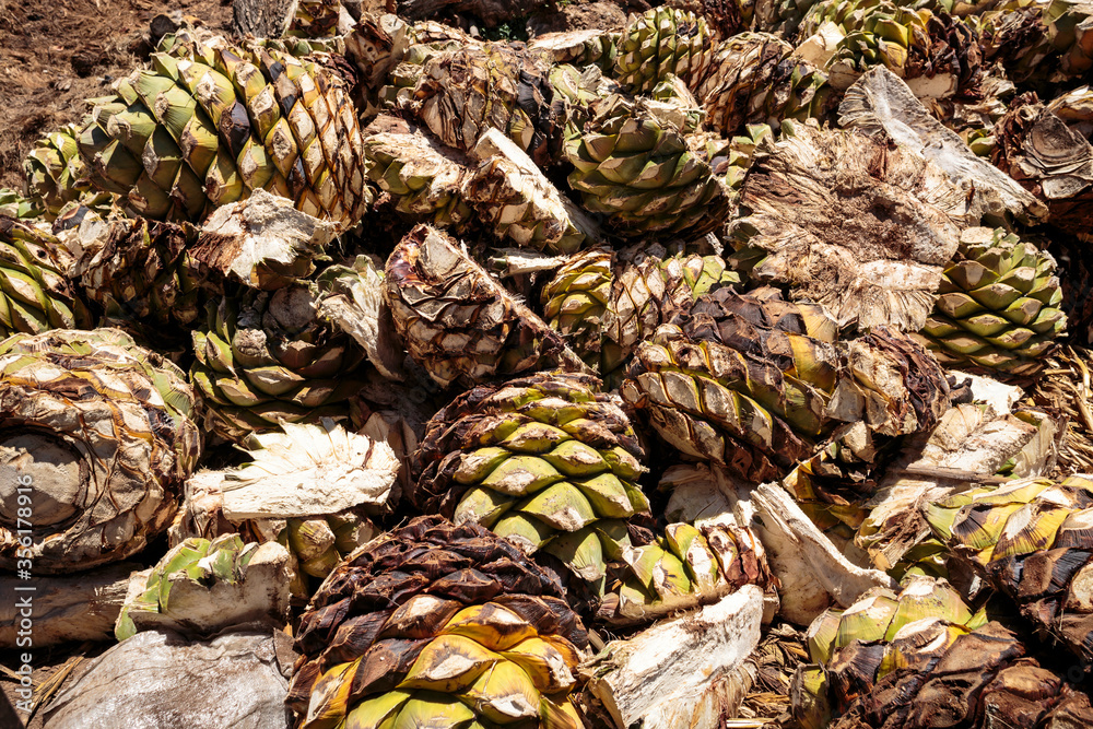 Agave plants with spines cut off and remaining heart or agave piñas ...