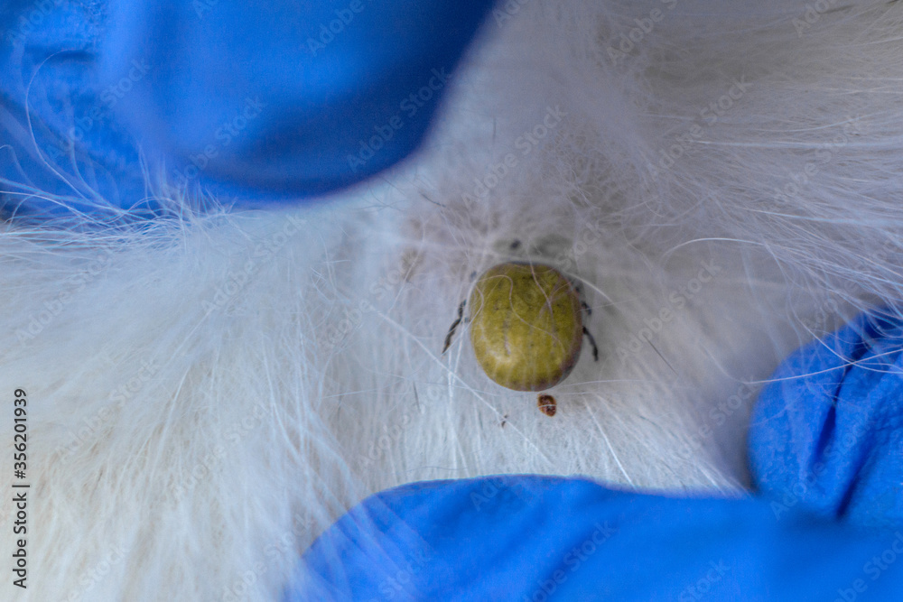 Close-up of a parasite on the skin of a pet. The veterinarian removes ...