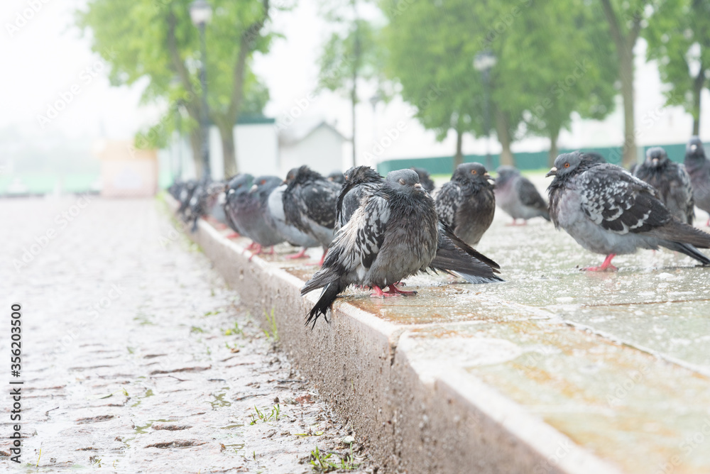 Foto Stock Pigeons sitting on the curb. Rain and bad weather, cold and ...