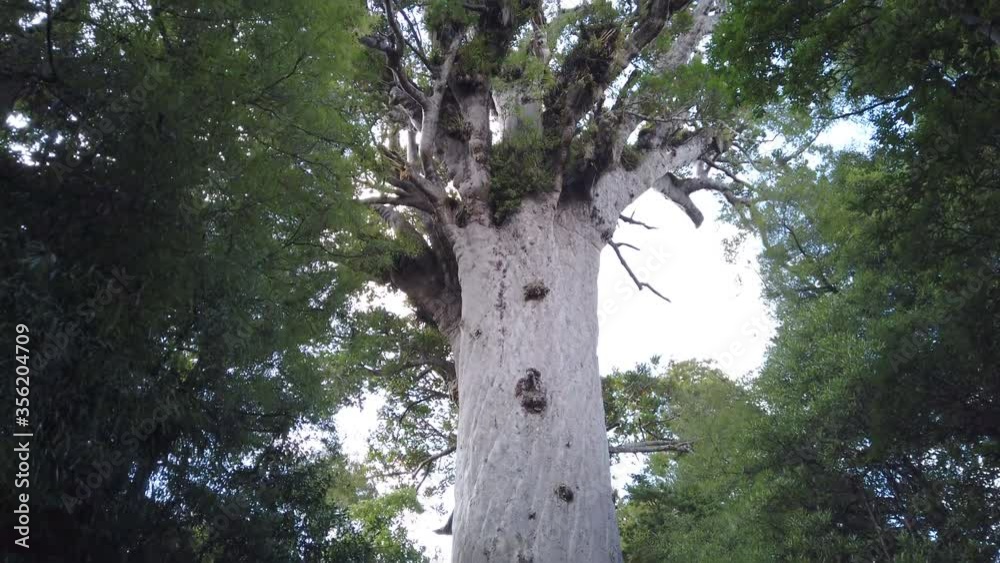 4k top to bottom tilt pan motion of the 2000 year old Kauri tree called ...