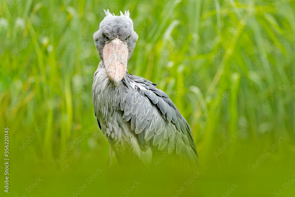 Shoebill, Balaeniceps rex, hidden in the green vegetation. Portrait of ...
