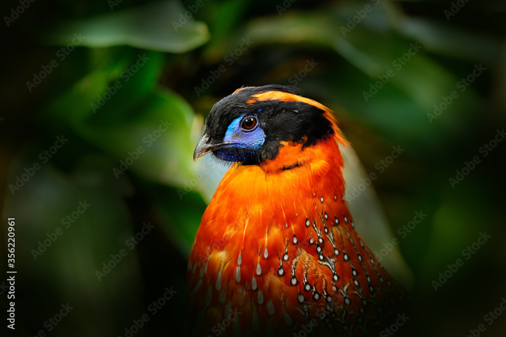 Temminck's Tragopan, Tragopan temminckii, detail portrait of rare ...