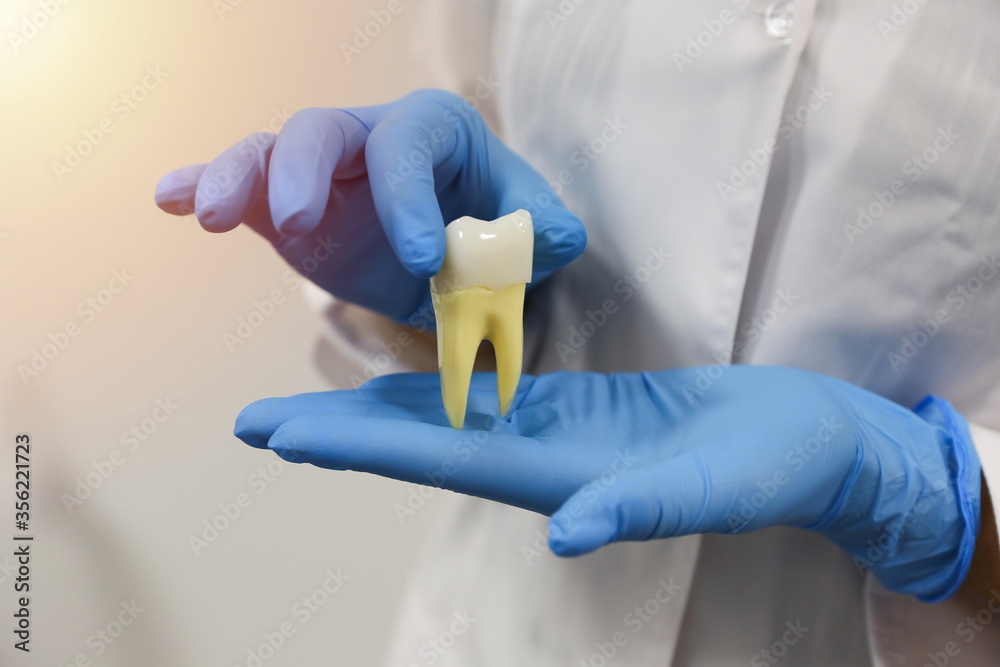 model of tooth in doctor's hands. dentist's hands holds model of human ...