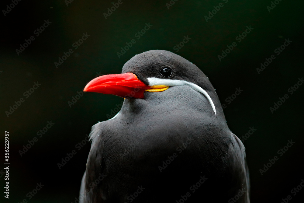 Inca Tern, Larosterna inca, bird on tree branch. Portrait of Tern from ...