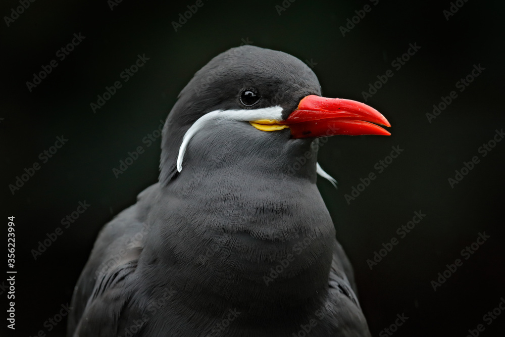 Inca Tern, Larosterna inca, bird on tree branch. Portrait of Tern from ...