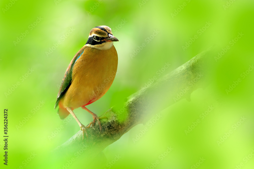 Indian pitta, Pitta brachyura, in the beautiful nature habitat, Yala ...