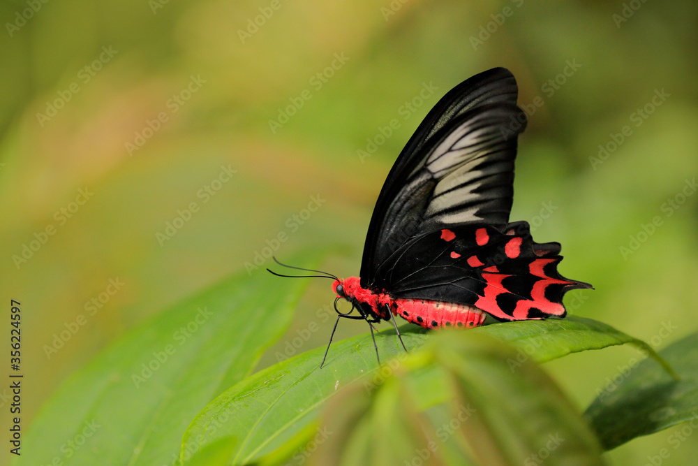 Red butterfly. Antrophaneura semperi, in the nature green forest ...
