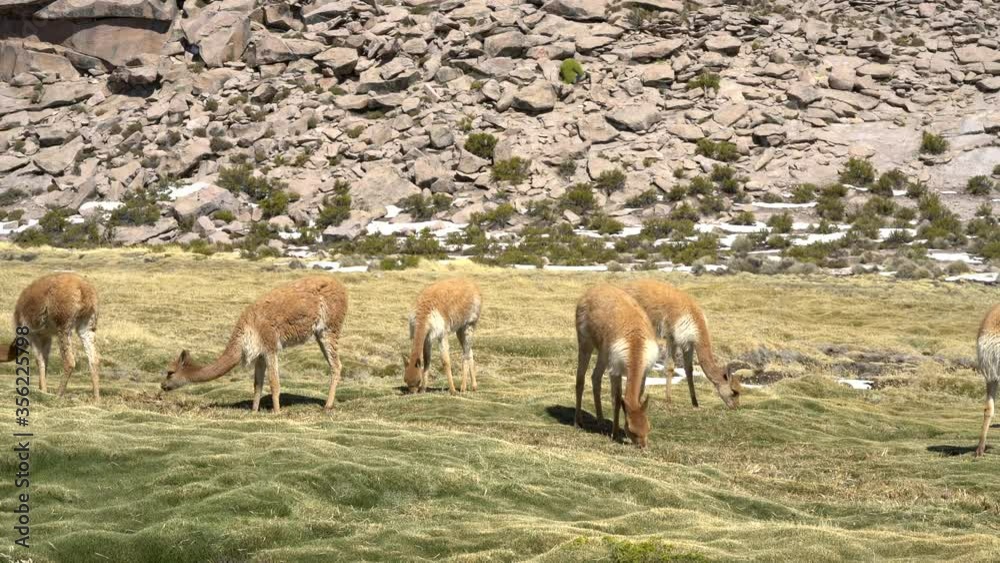 Vicuna Andes mammals grazing pasture at Andes mountains Altiplano ...