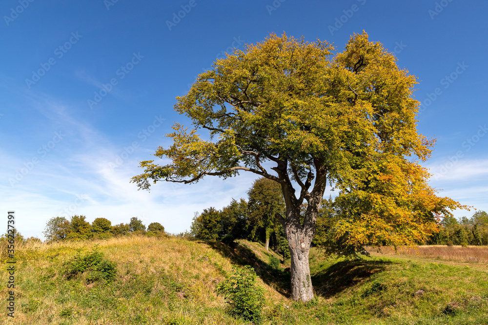 The last of the 'Seven Kings'. Seven 150 year old oak trees once stood ...