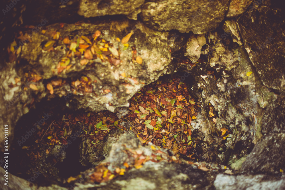 Crystal clear calm water reflecting the plants and the trees, seen from ...