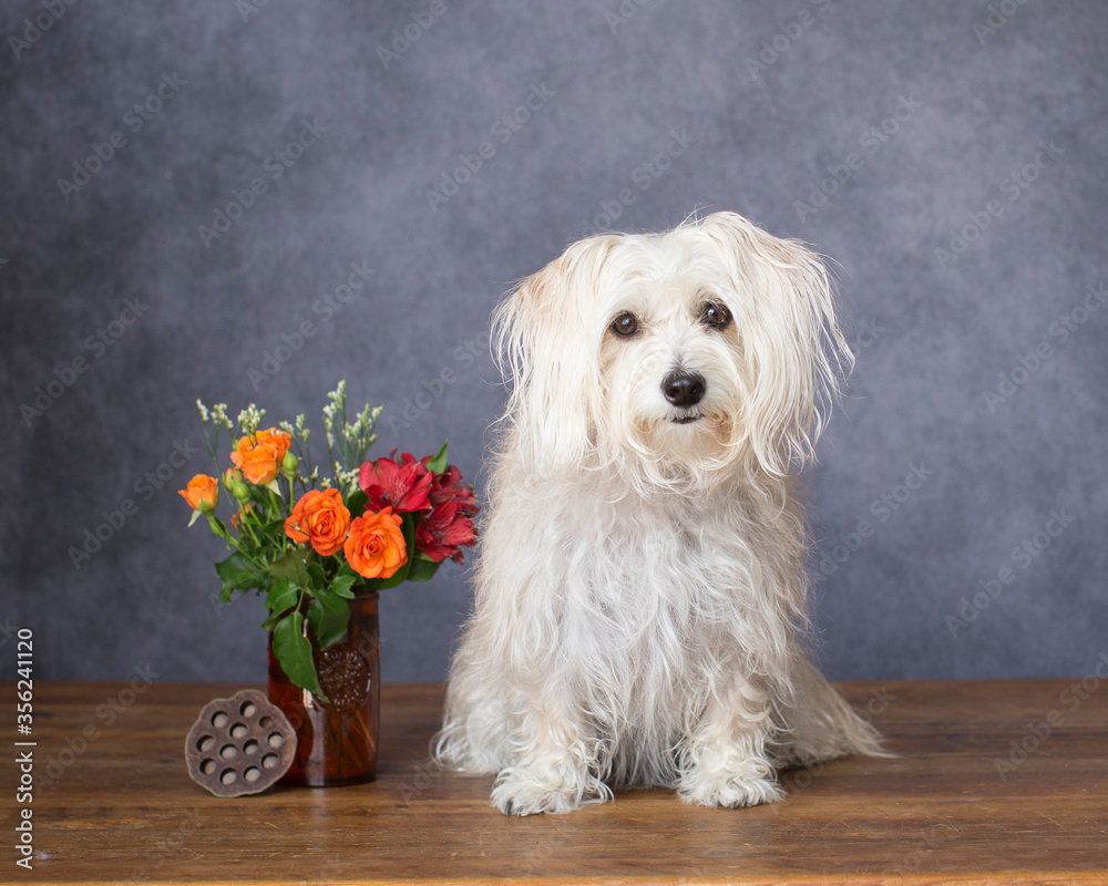 Scruffy shaggy white dog sits in the natural light studio for a still ...