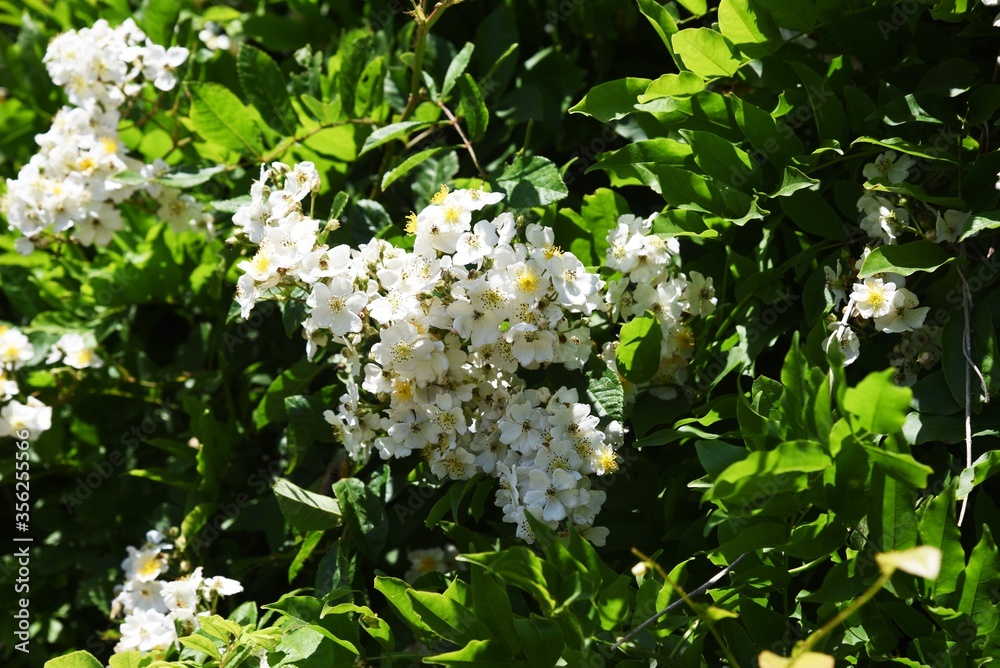 Rosa multiflora (Japanese rose) is a Rosaceae deciduous climbing shrub ...