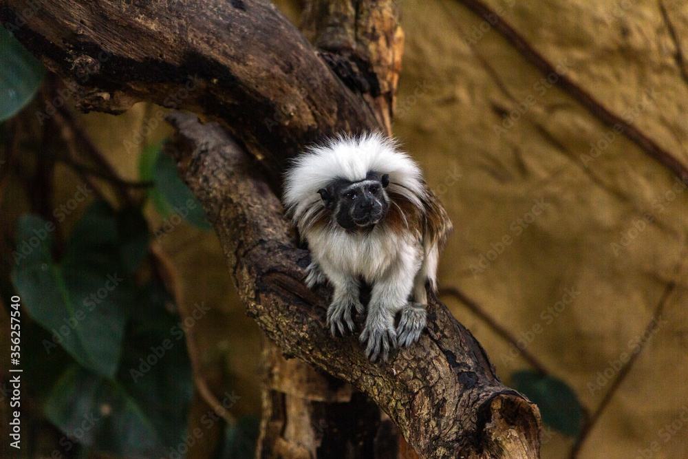 Un mono miniatura posa sentado en el troco de un árbol en el zoo Stock ...