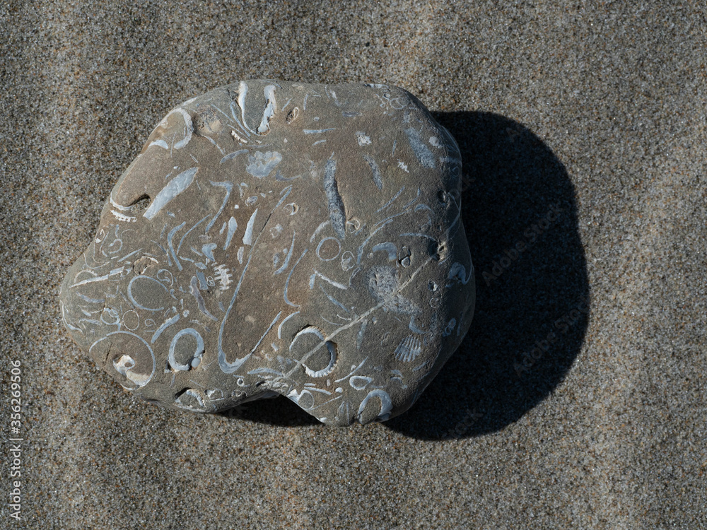 Sedimentary rock with shells Stock Photo | Adobe Stock