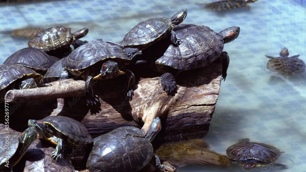 Video „Water Turtles Resting and Swimming in The Water Pool. The ...