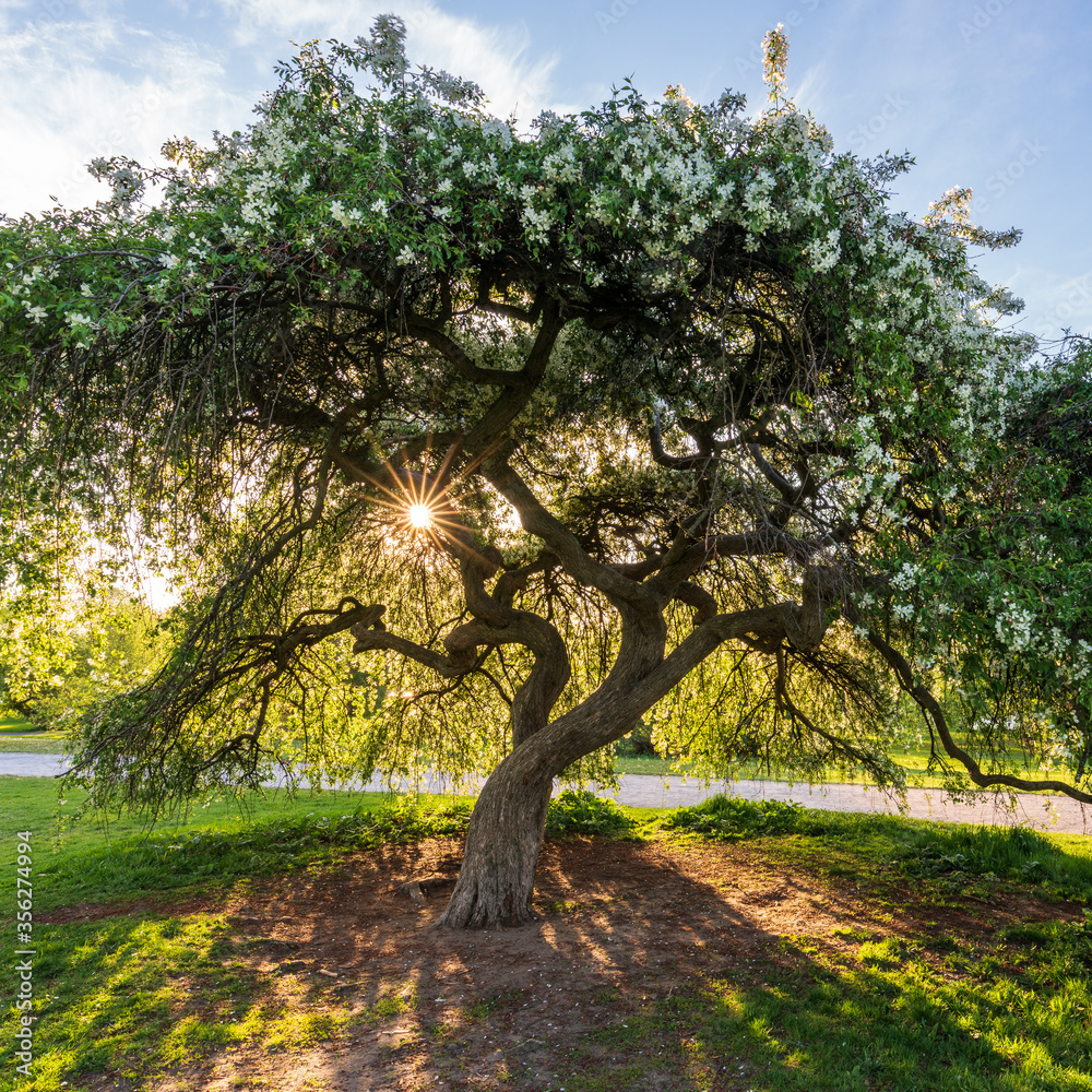 Foto de White blossom tree in the Ottawa Dominion Arboretum with ...