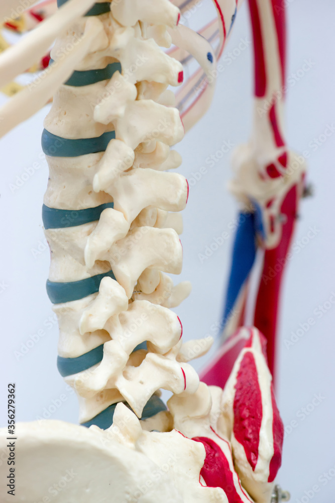 Thoracic spine with spinal, spine bones model for physiology in anatomy ...