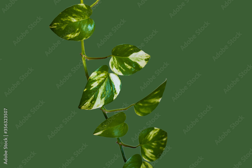 Heart shaped green leaves vine ivy plant bush of devil's ivy or golden ...