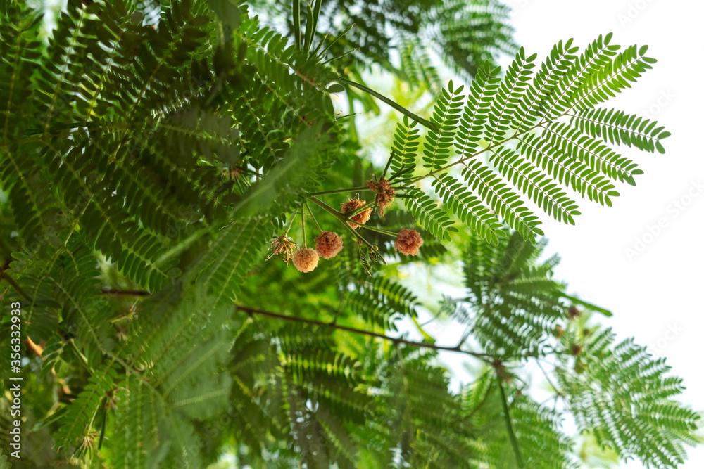 Albizia tree branch with flowers, flower bud, and leaves also called ...