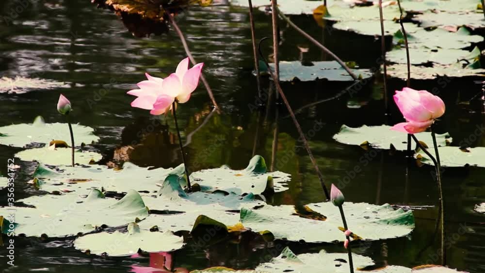 Hindu lotus (Nelumbo nucifera) in wintertime, symbol of Buddhism (108 ...