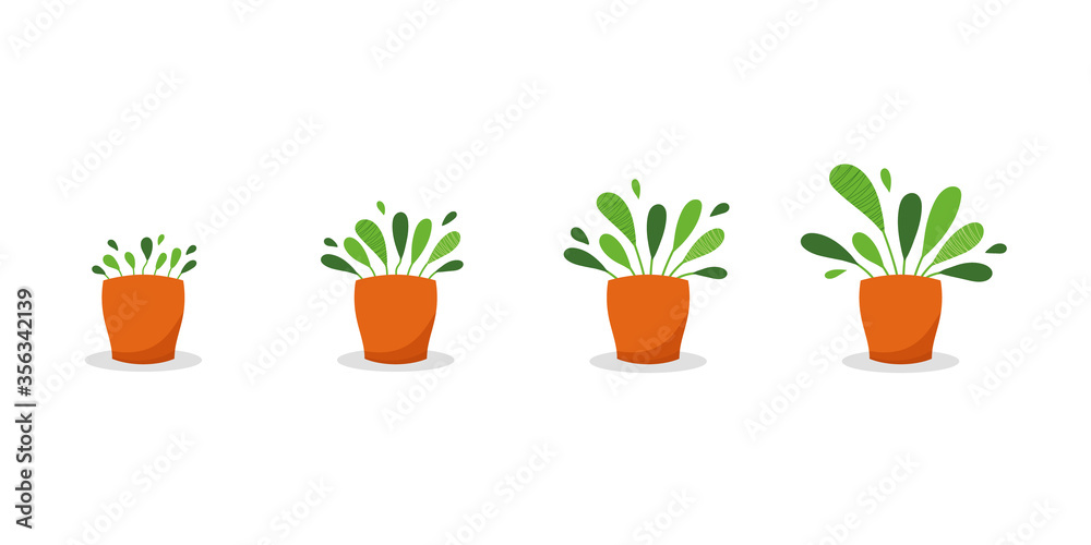 Potted plant growth stages. Home plant steadily grow in pot. From ...