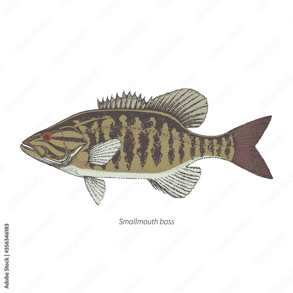 Smallmouth bass hand drawn outline color vintage vector illustration ...
