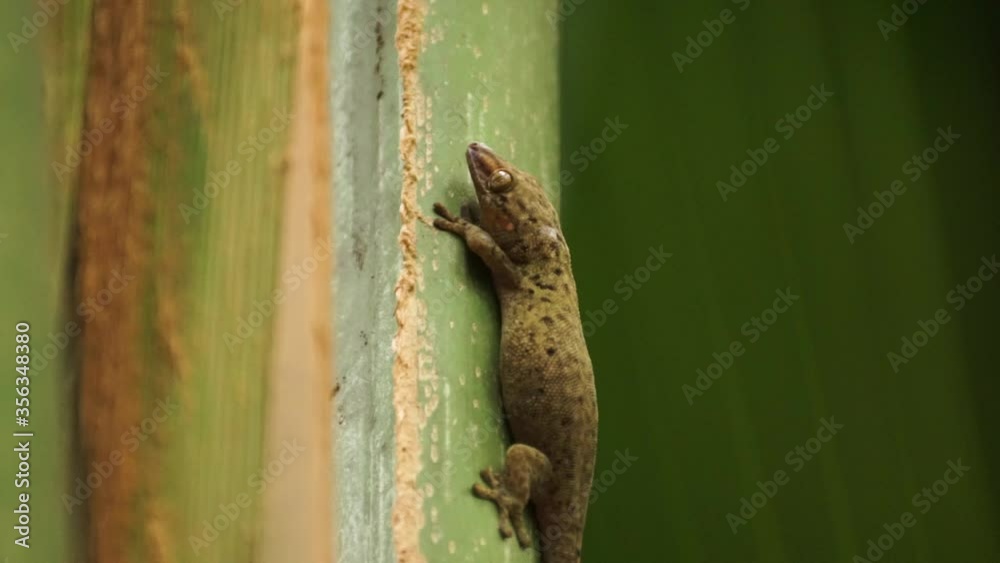 Stockvideo Nocturanl giant bronze eyed gecko (Ailuronyx seychellensis ...