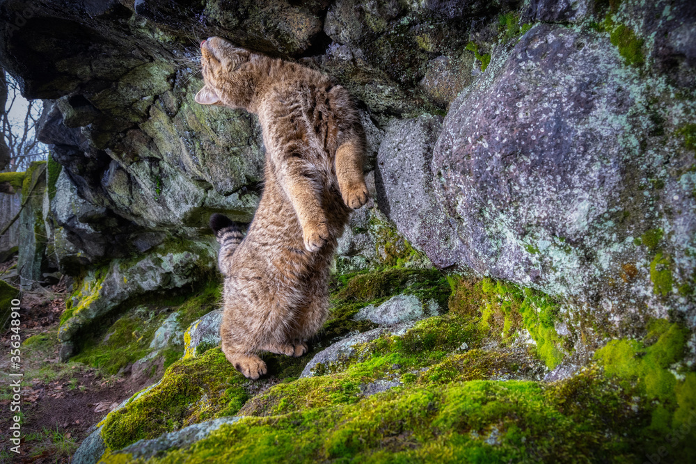 European wildcat in beautiful nature habitat. Very rare and endangered ...