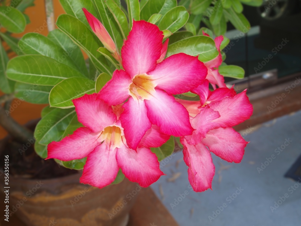 The bouquet of Adenium obesum pink flowers with leaves. Close up, macro ...