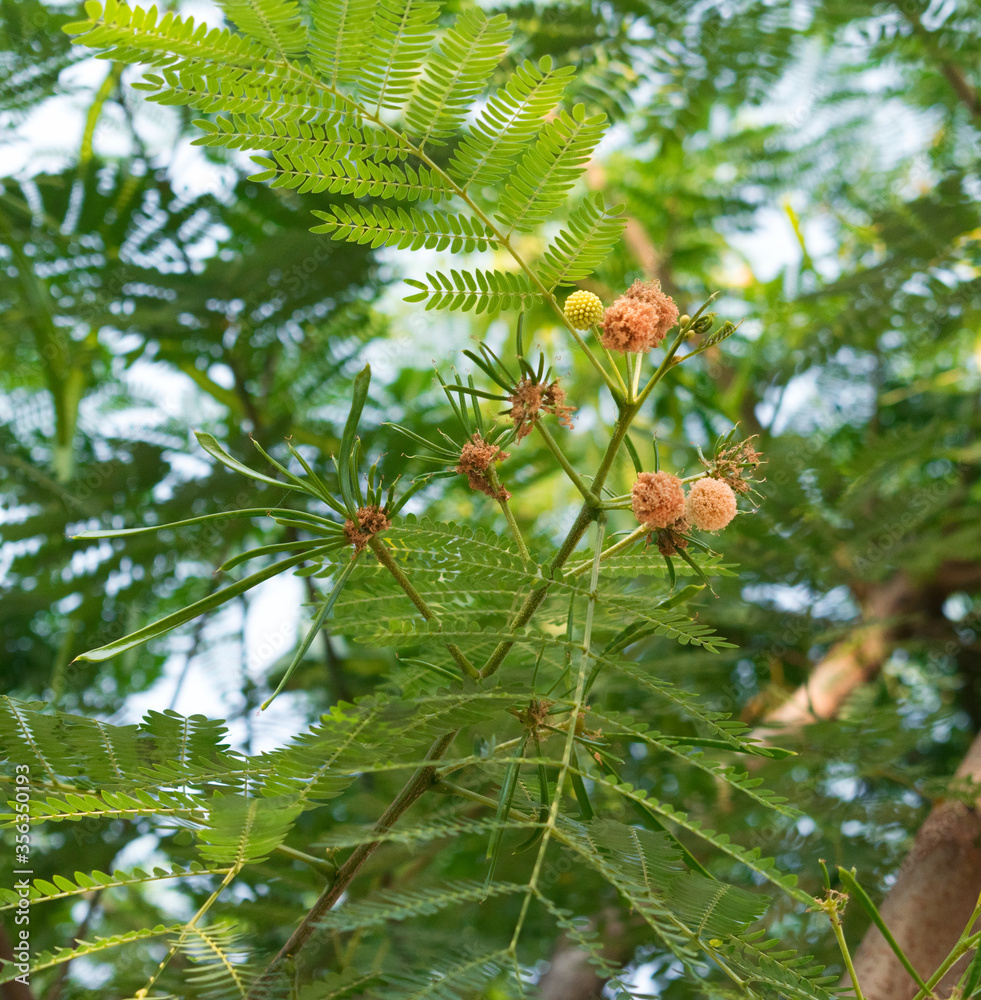 Albizia tree branch with flowers, flower bud, and leaves also called ...
