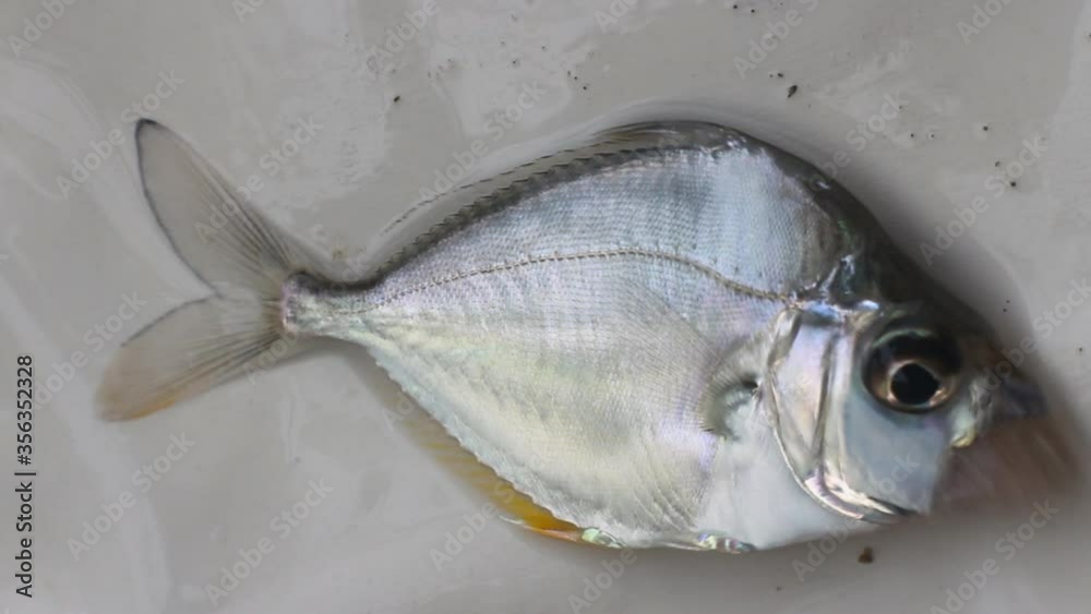 Eubleekeria jonesi, commonly known as Jones pony fish, is a marine fish ...