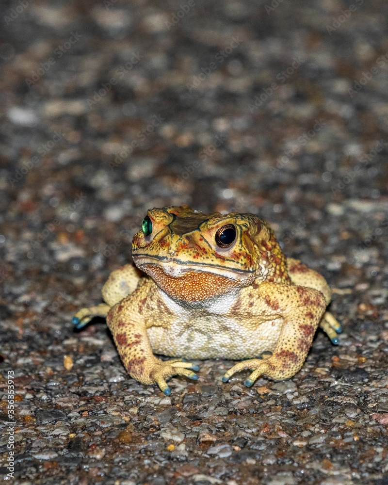 Asian common toad emerges after first monsoon rains in great numbers ...