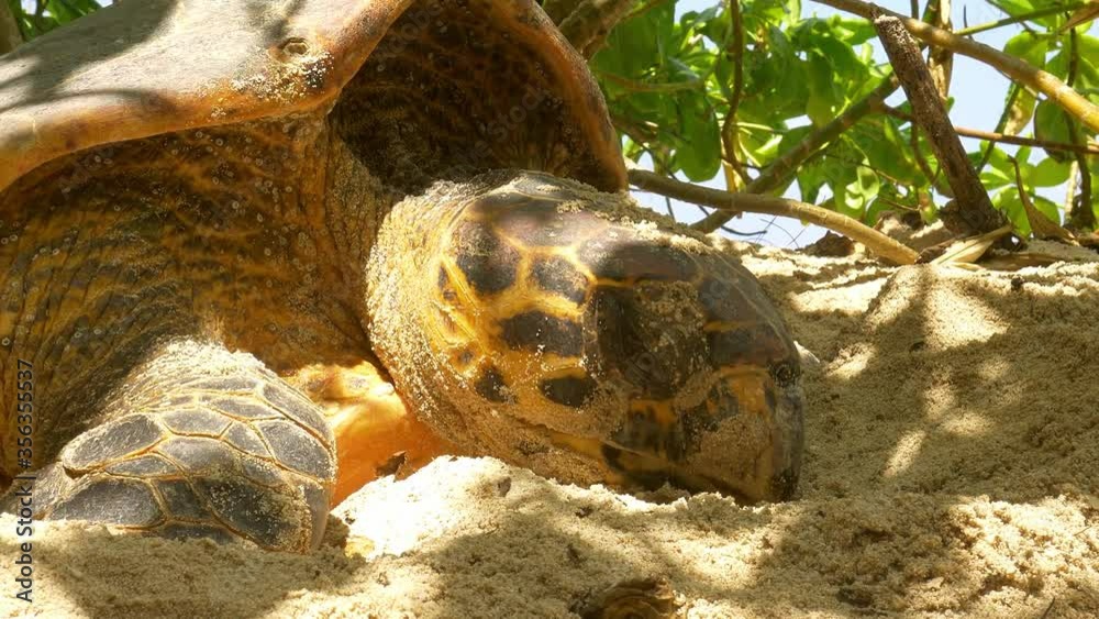 Hawksbill sea turtle resting on beach before building nest for ...