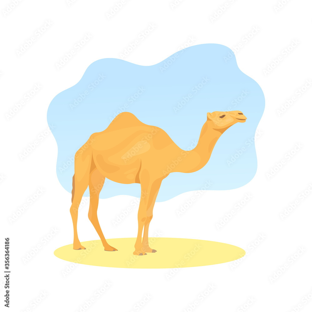 Wild desert camel in a bright sunny day. Arabian and african native ...
