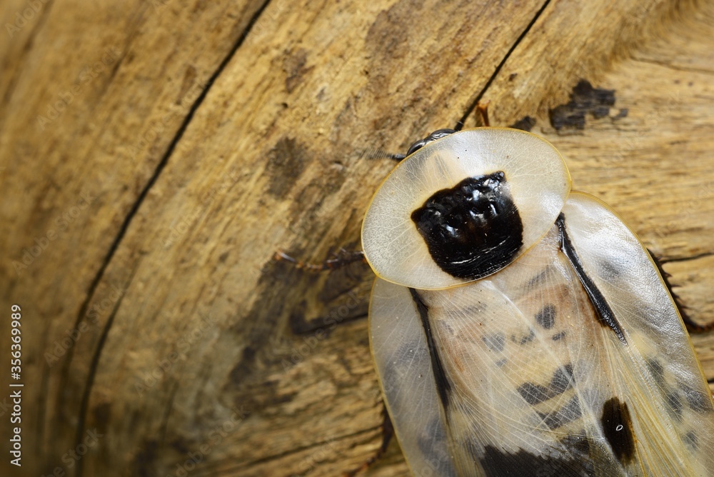 Giant cockroach Blaberus giganteus in terrarium, close-up. Wooden ...