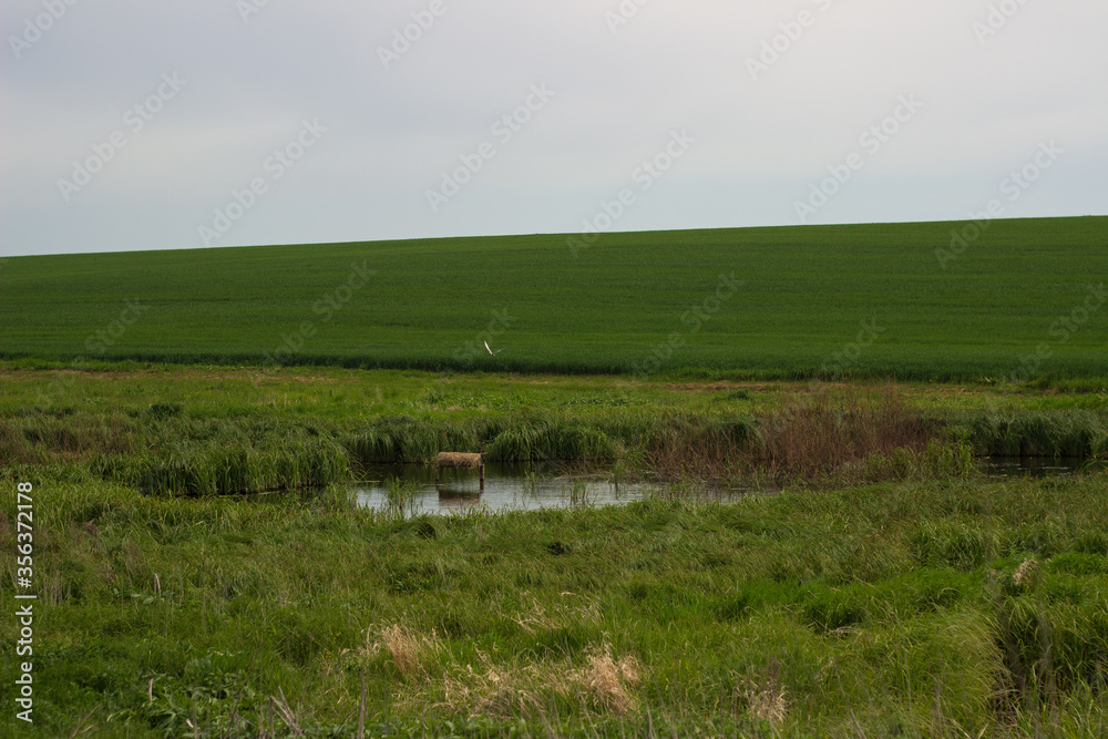 swampy terrain in the field. a lake in the middle of a field. Stock ...