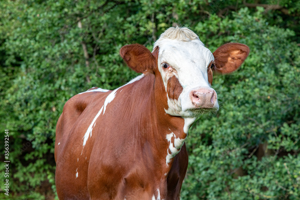 Head of a cute cow with white face, red ears and pink nose, background ...