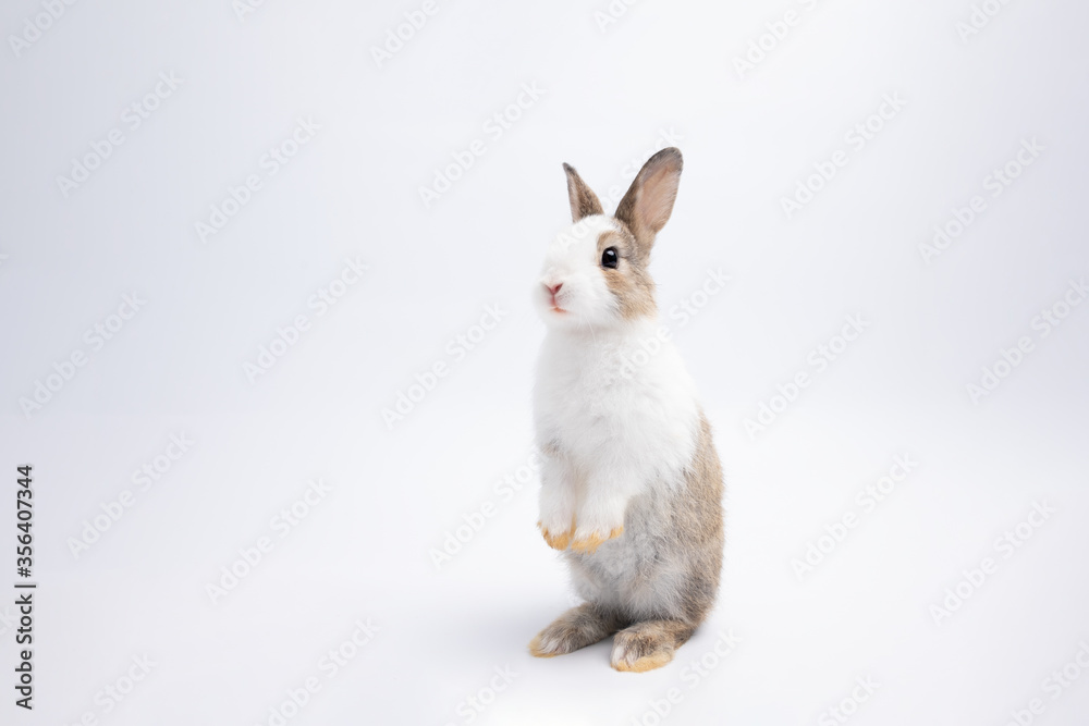 Little brown rabbit standing on isolated white background at studio. It ...