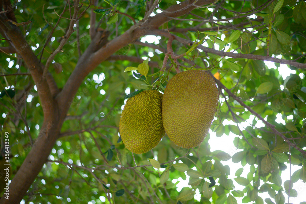 Jackfruit on a jackfruit tree Stock Photo | Adobe Stock