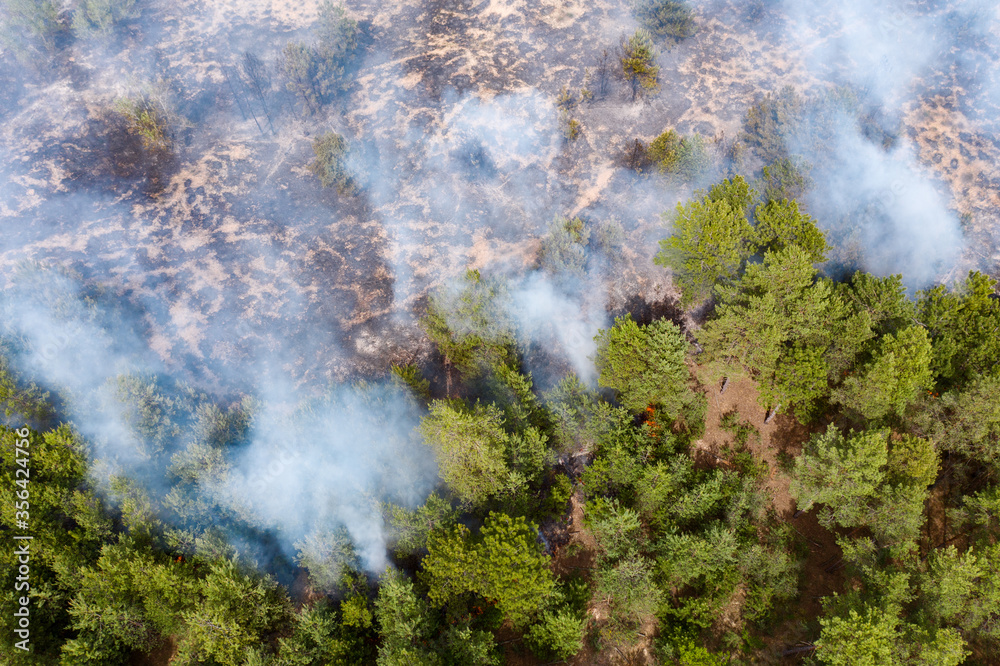 Forest fire in the coniferous forest, aerial view. The human factor ...