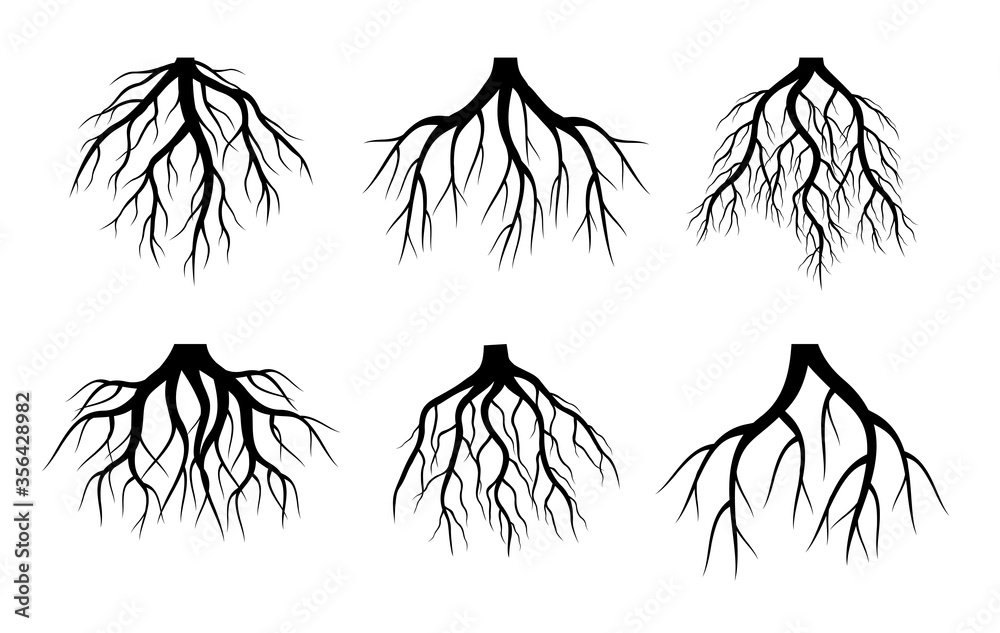 Plant Roots Vector