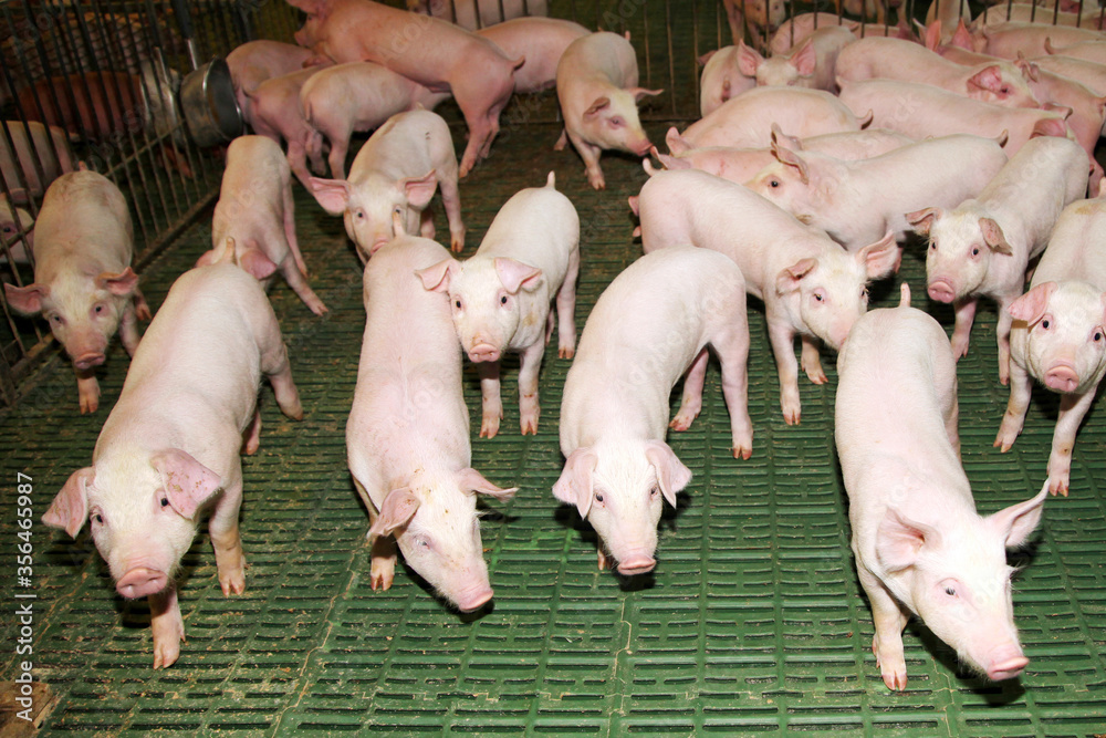Domestic pigs breeding on a rural animal farm Stock Photo | Adobe Stock