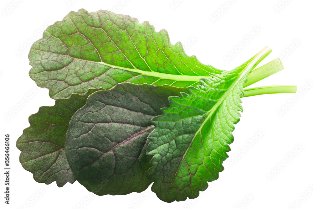 Red Komatsuna or Mizuna, a Japanese mustard (Brassica rapa var ...