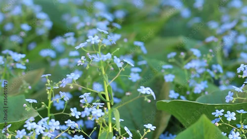 Scorpion grasses or Myosotis bright blue flowers on a dark green ...